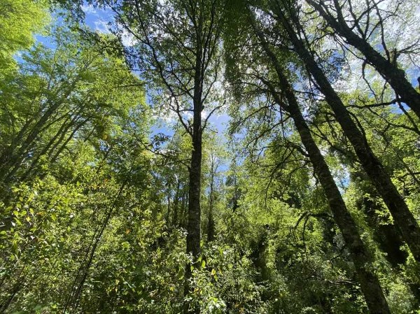 Propiedad Agricola en Venta en Panguipulli | R77020232-9L0-116563 ...