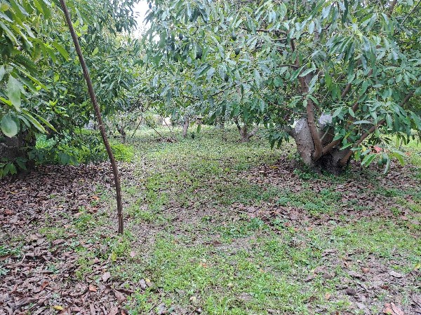 Sitio o Terreno en Venta en La Cruz | R77087734-2L0-128714 | Emol ...