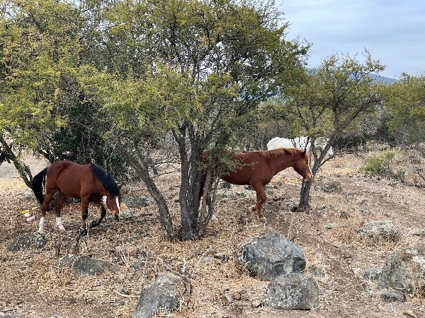 Sitio o Terreno en Venta en Melipilla | R77087734-2L0-139457 | Emol ...
